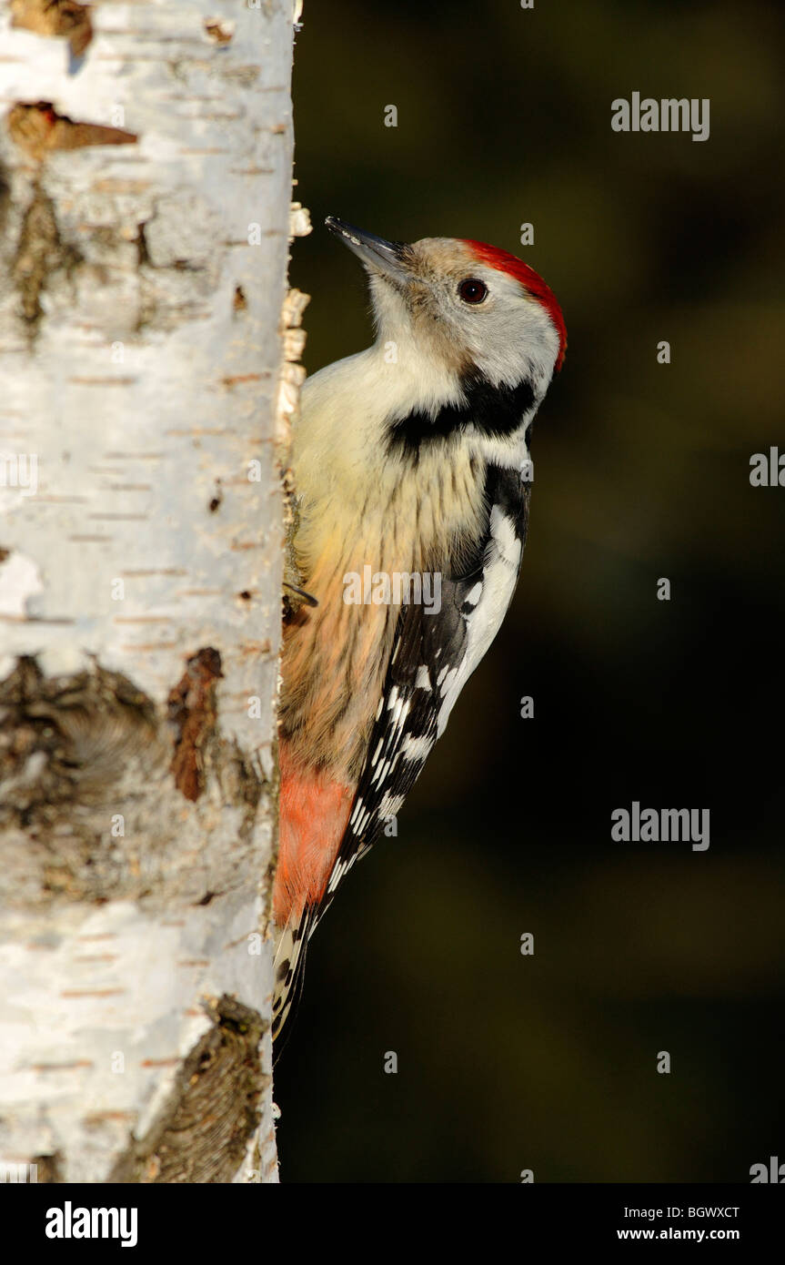 Middle Spotted Woodpecker (Dendrocopos medius, Picoides medius Stock ...
