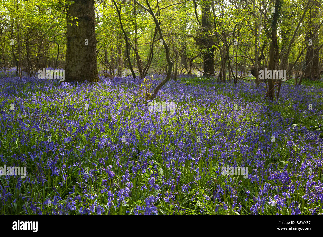Spring sunlight in a bluebell wood hi-res stock photography and images ...