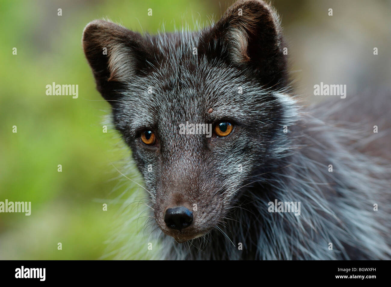 Arctic fox (Alopex lagopus, Vulpes lagopus Stock Photo - Alamy