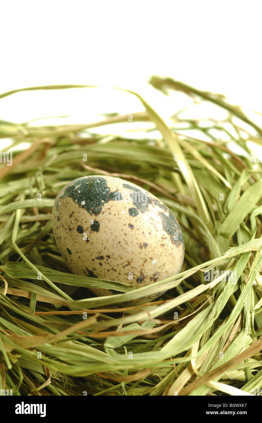 Natural quail egg in nest Stock Photo - Alamy