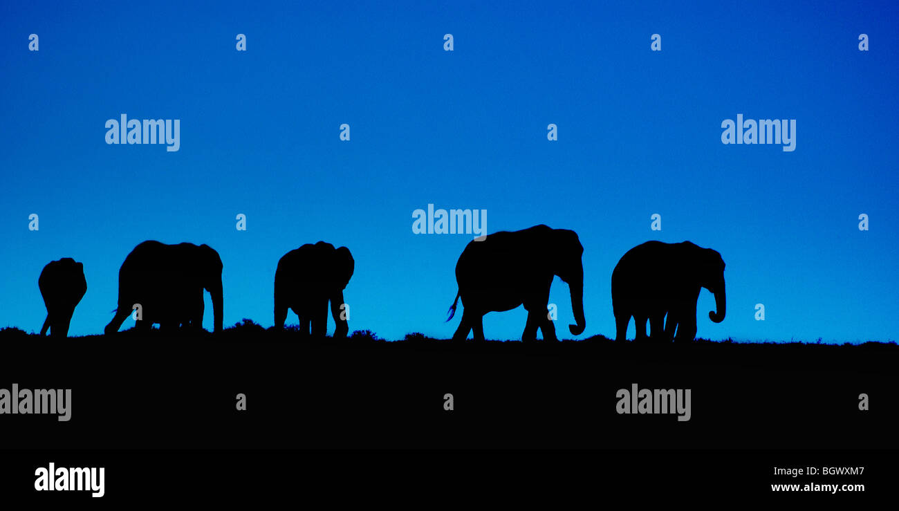 Group of elephants walking Stock Photo - Alamy