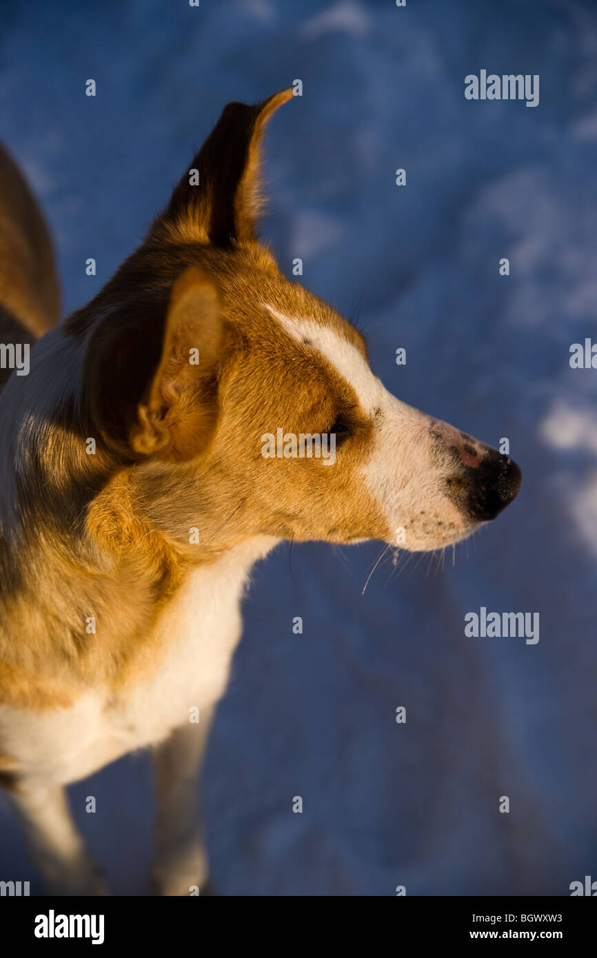A dog on snow Stock Photo - Alamy