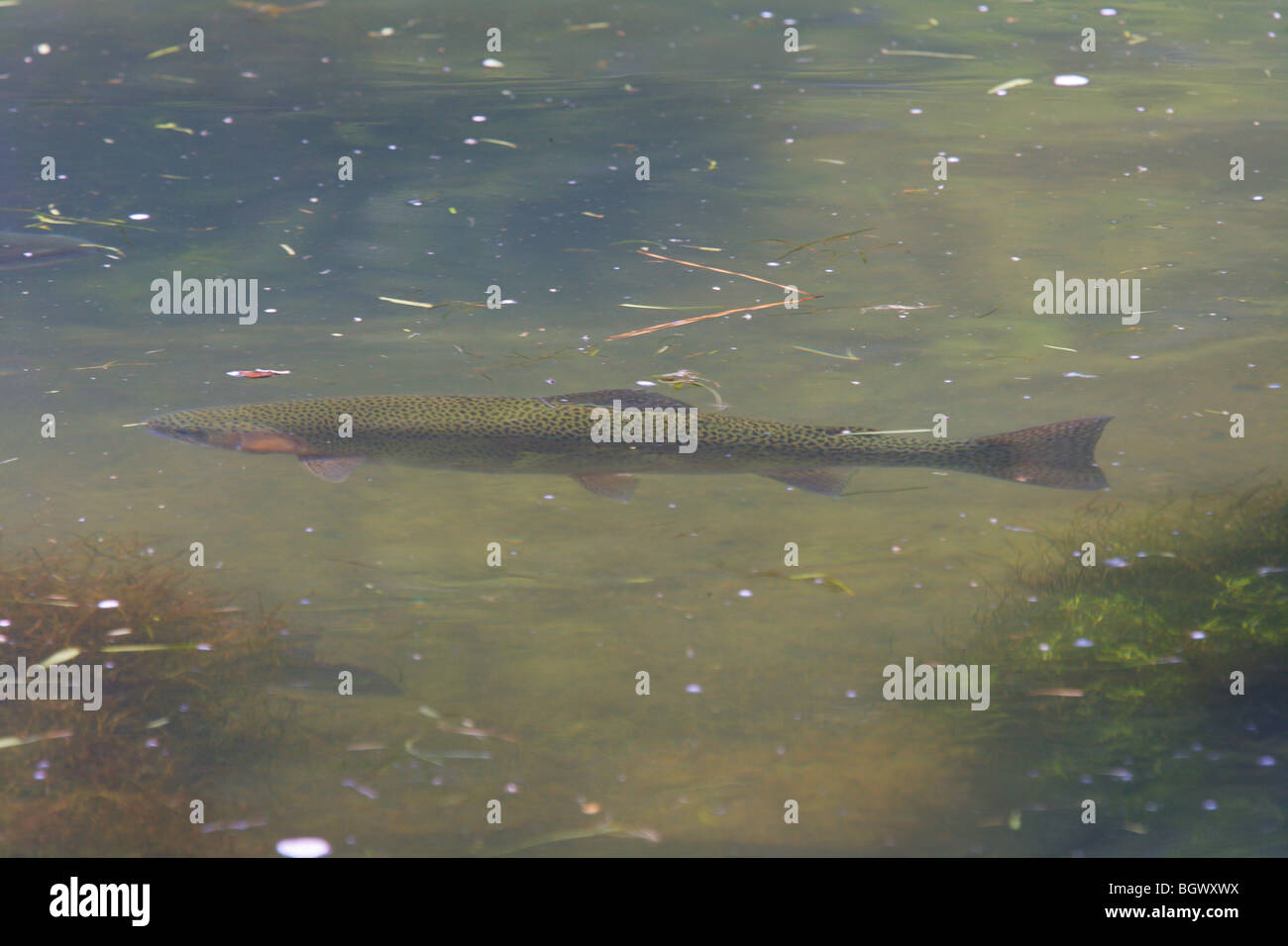 LARGE RAINBOW TROUT SWIMMING UNDERWATER Stock Photo - Alamy