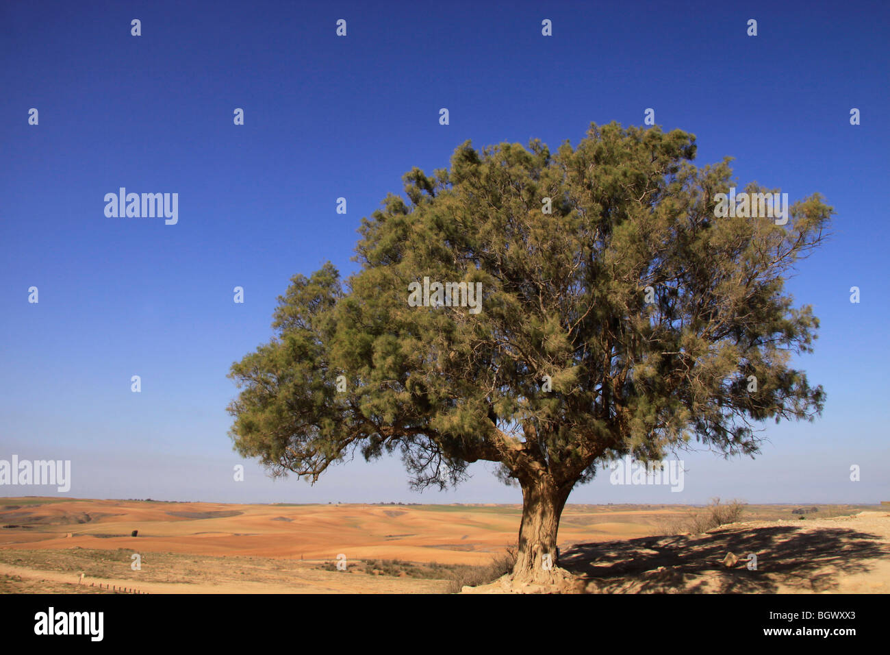 Israel, Negev, Tamarisk trees (Tamarix Aphylla) on Tel Nagila Stock ...