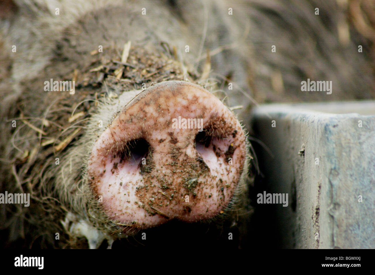 Messy pig hi-res stock photography and images - Alamy