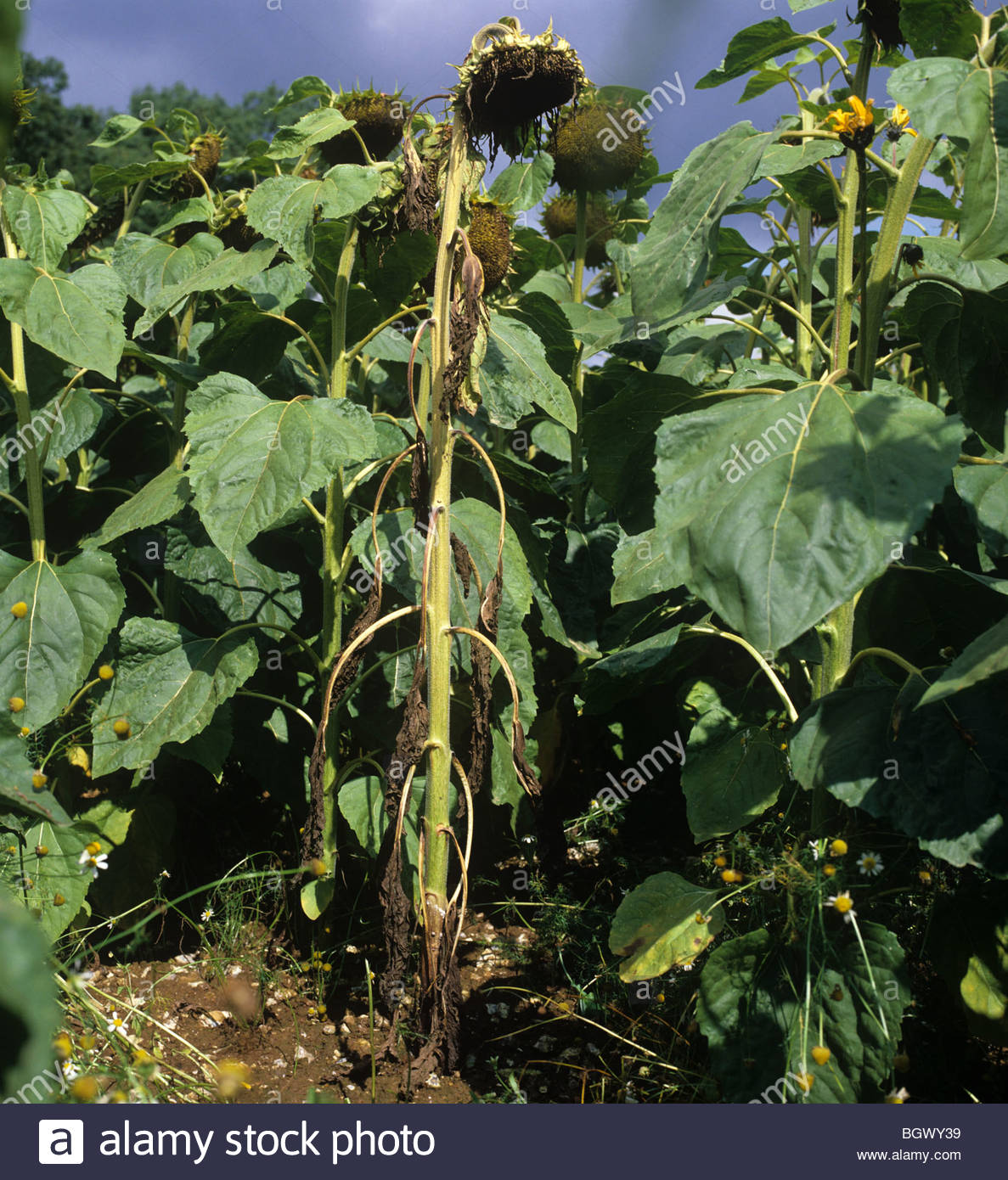 Sclerotinia Sclerotiorum Stock Photos & Sclerotinia Sclerotiorum Stock ...