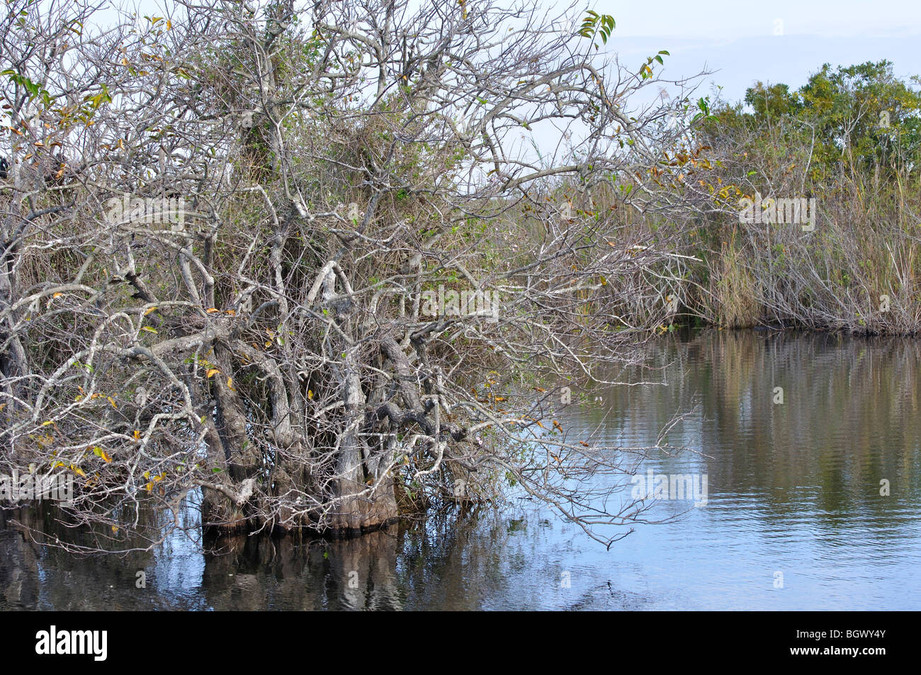 Tree national park bushes hi-res stock photography and images - Alamy