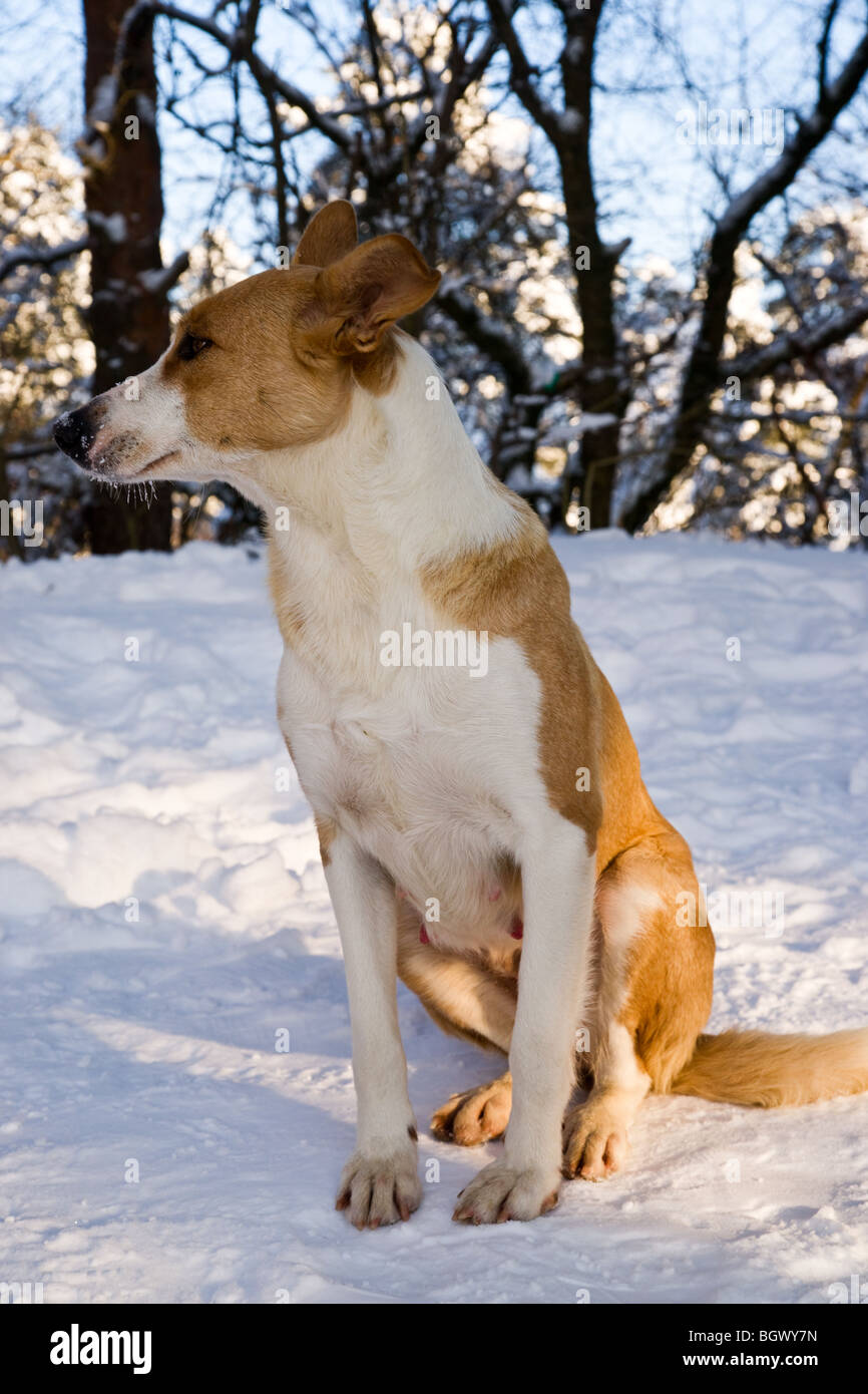 A dog on snow Stock Photo - Alamy