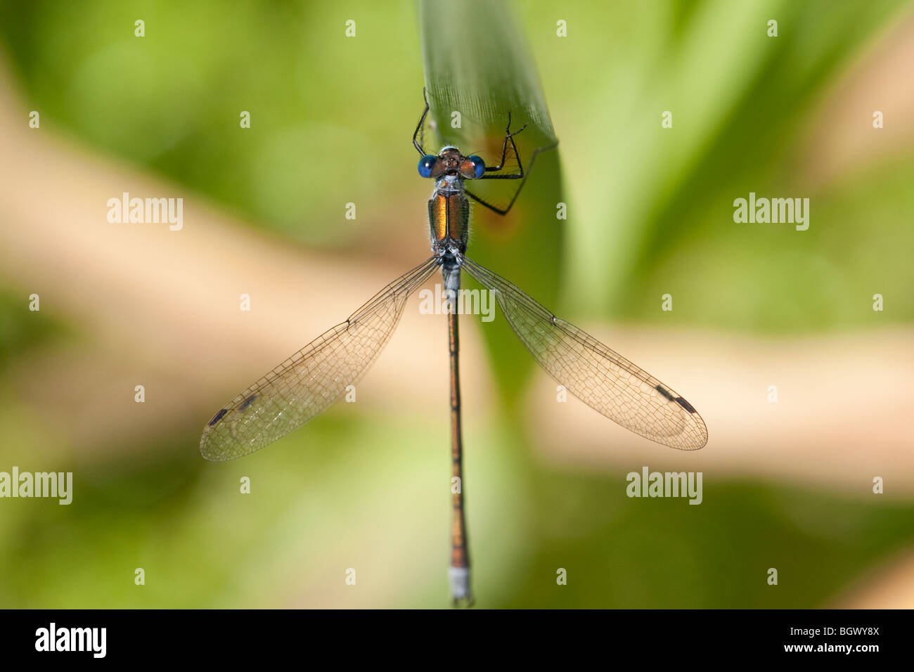 Male Emerald Damselfly Lestes sponsa Stock Photo - Alamy