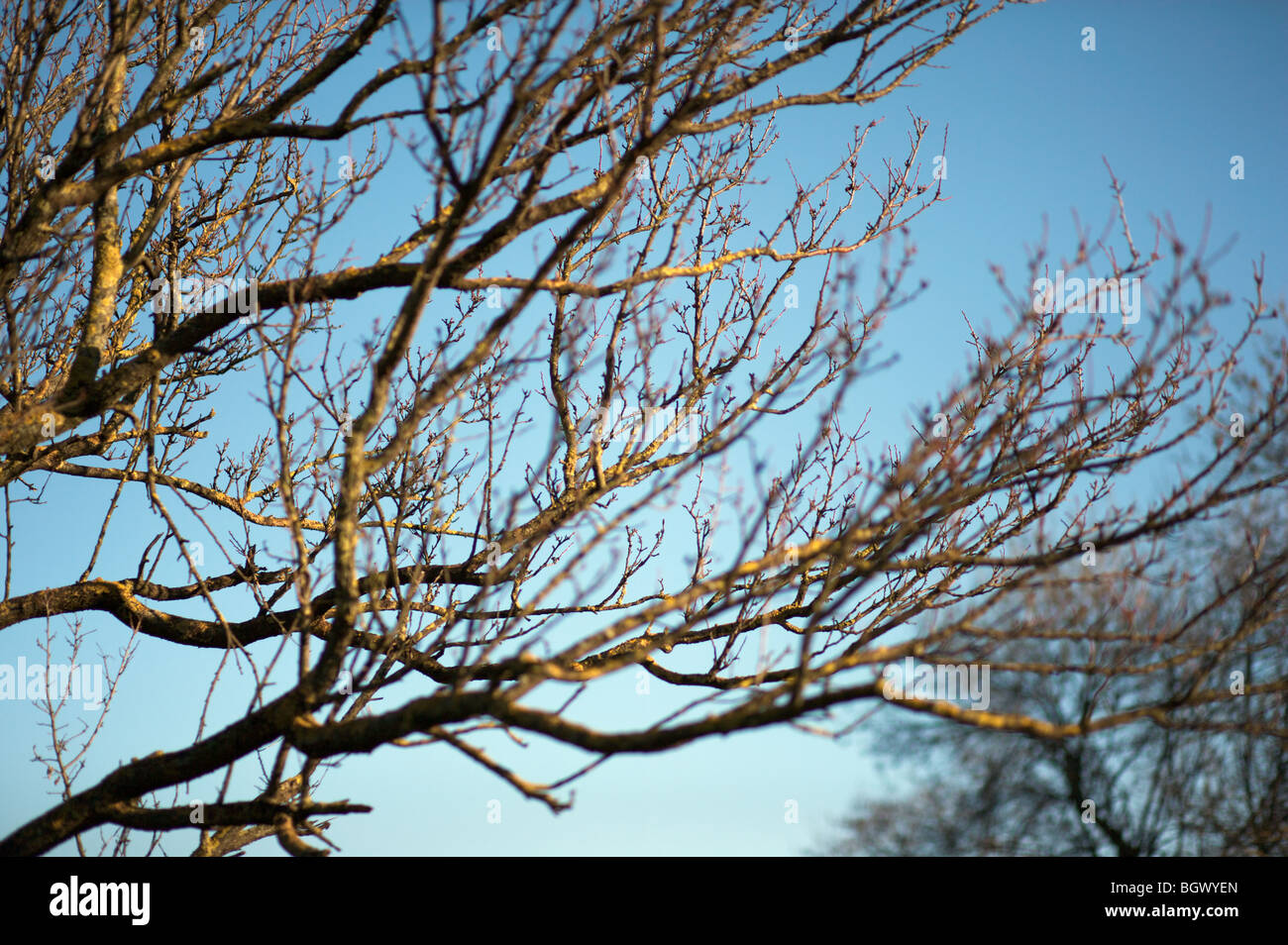 tree branch in the winter Stock Photo - Alamy