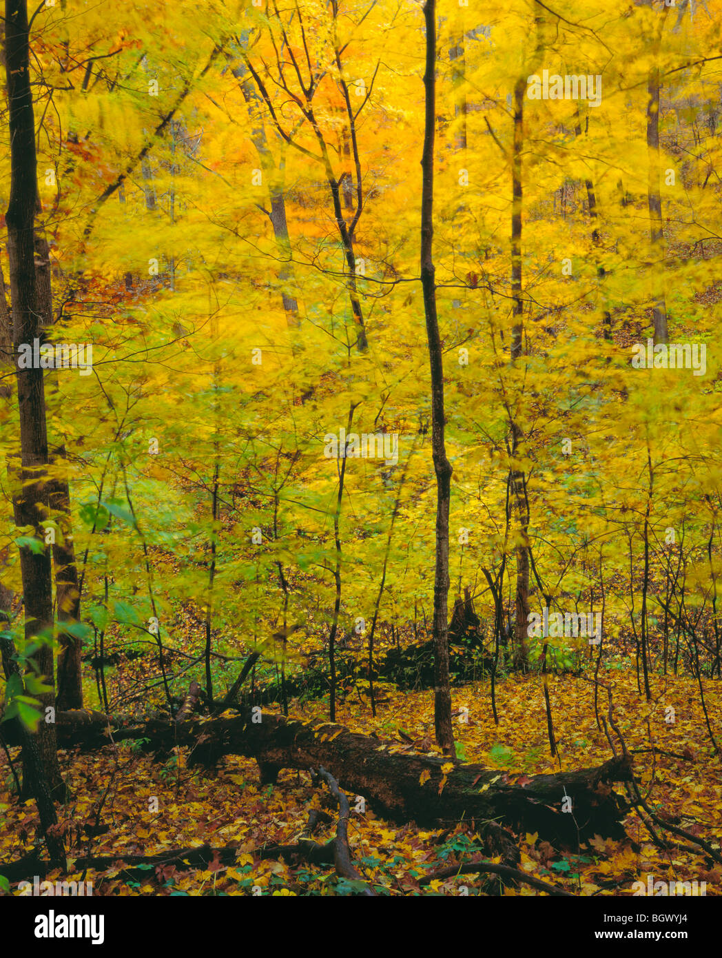 autumn trees and wind, Wyalusing State Park, Wisconsin Stock Photo - Alamy