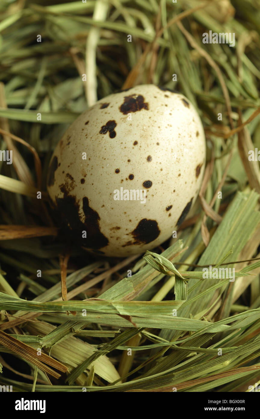 Quail egg in nest hi-res stock photography and images - Alamy