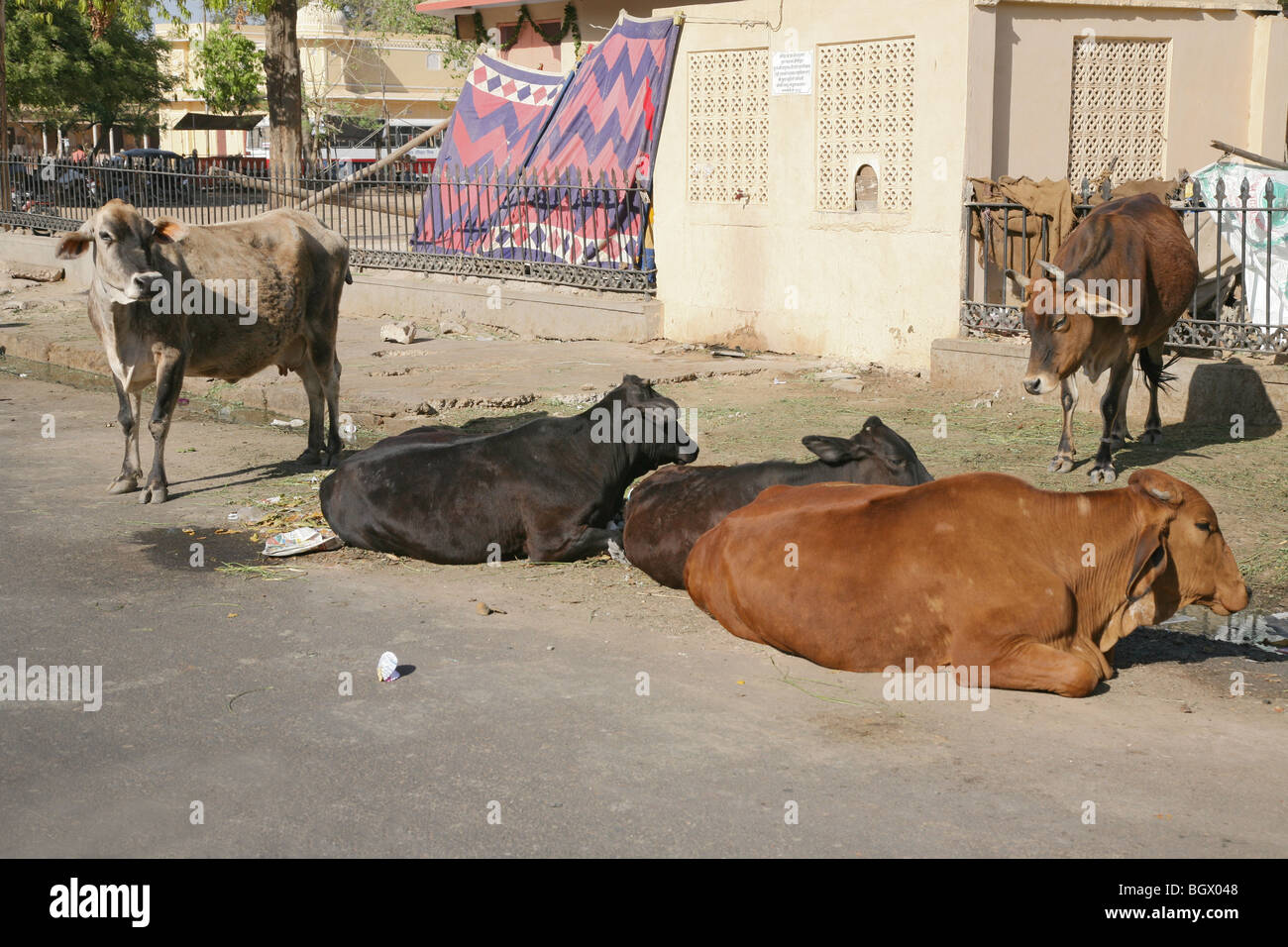 A typical street scene, with sacred cows, in Jaipur, India Stock Photo ...