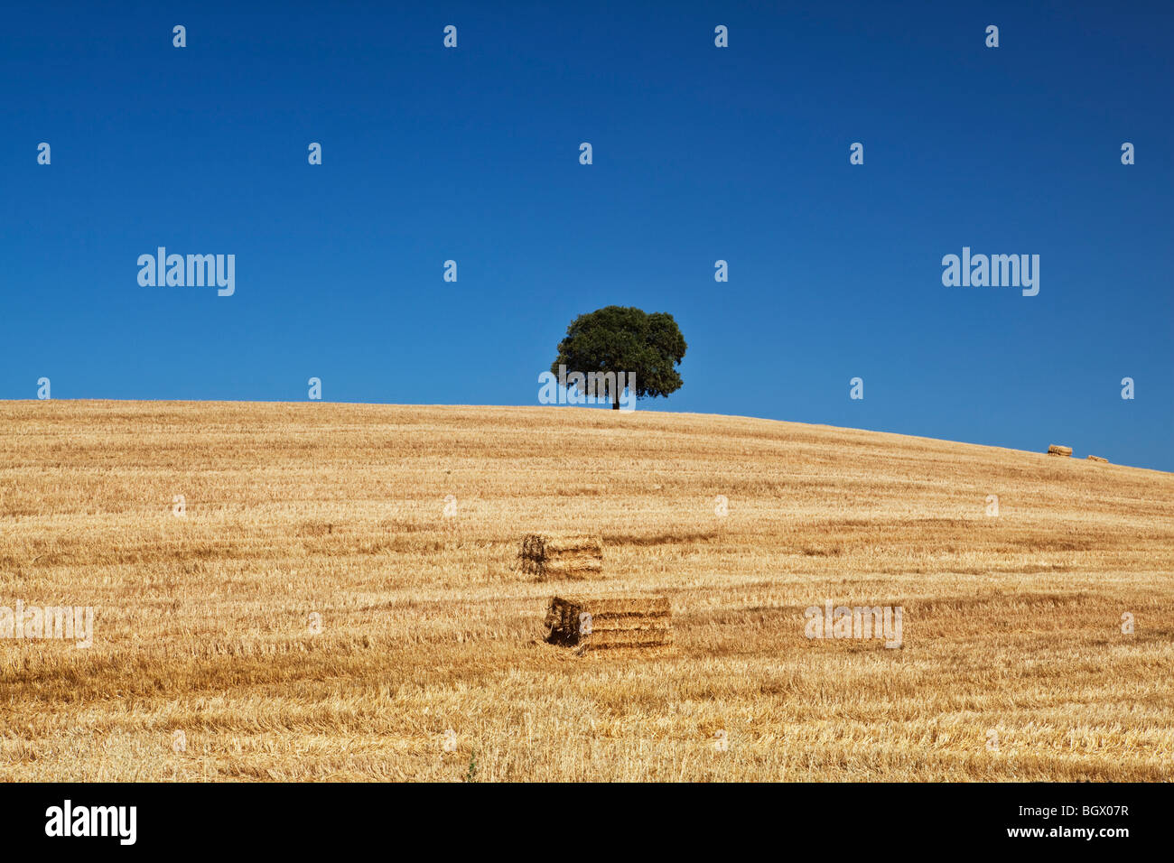 Cork trees portugal hi-res stock photography and images - Alamy