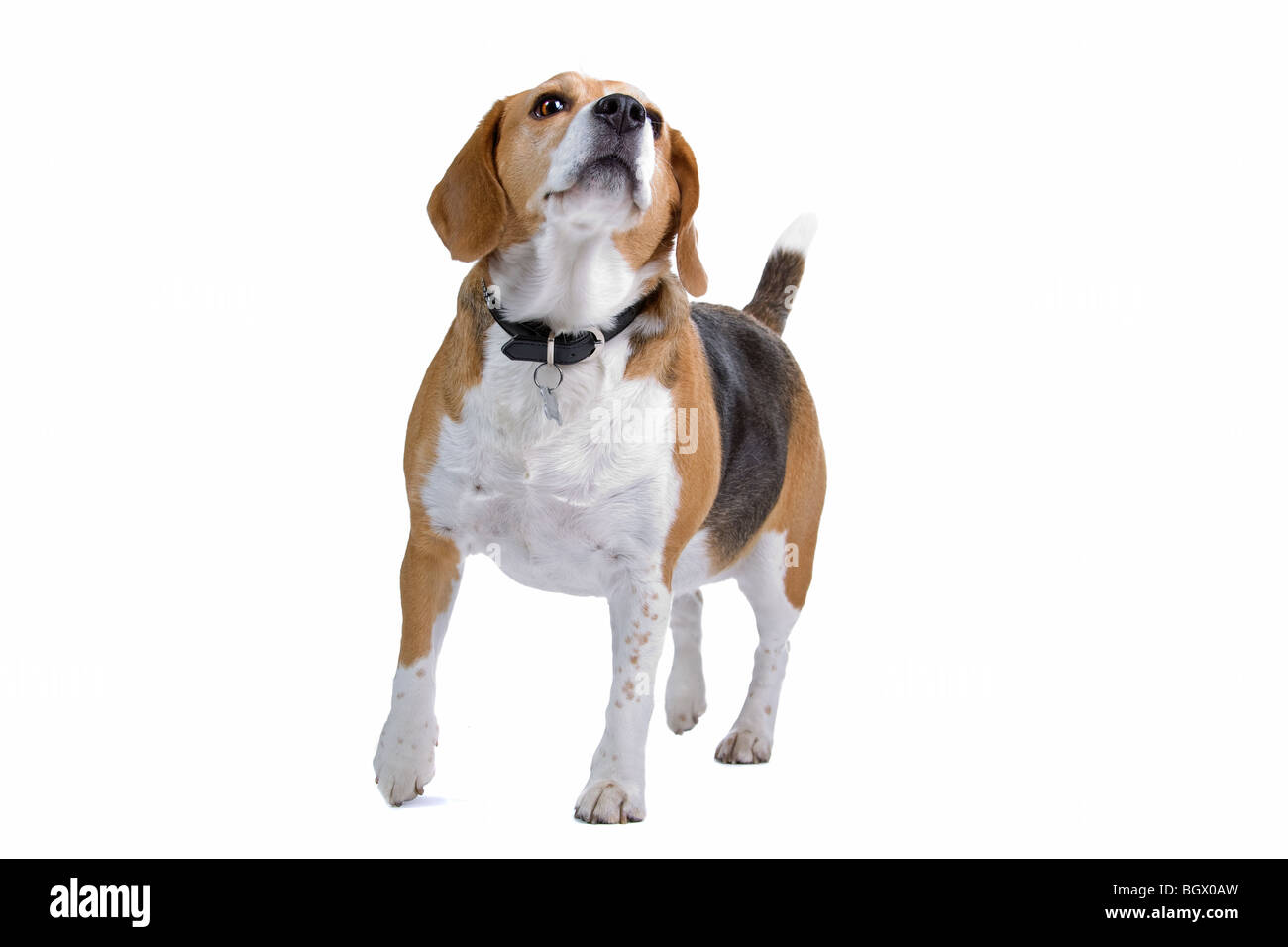 Beagle dog Cut Out Stock Images & Pictures - Alamy