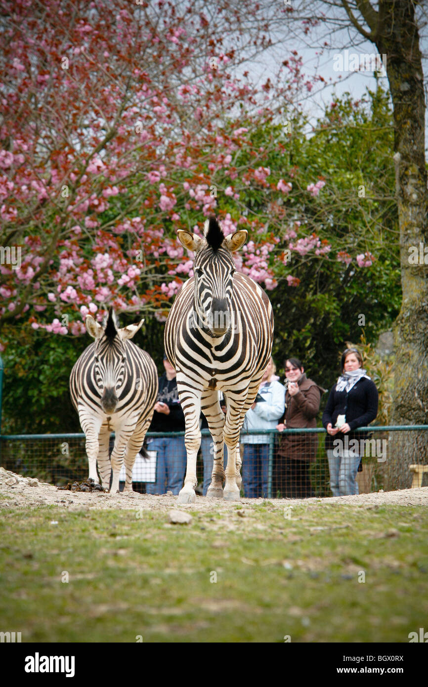 Zebra zoo hi-res stock photography and images - Alamy