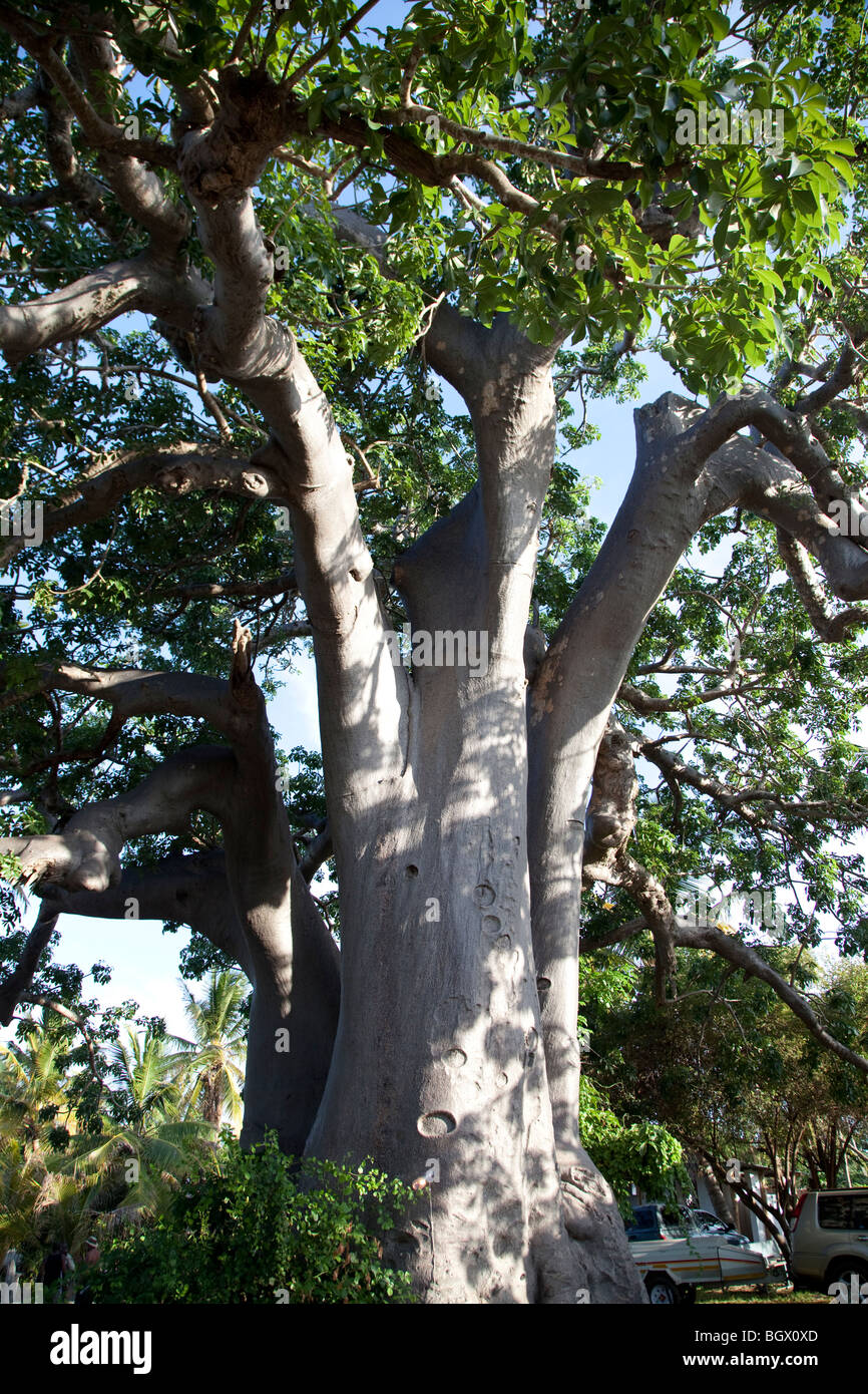 Mozambique baobab tree hi-res stock photography and images - Alamy