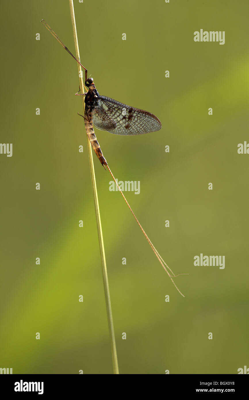 Green drake mayfly hi-res stock photography and images - Alamy