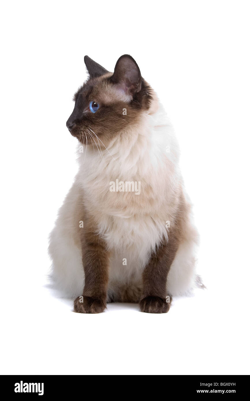 birmanese cat isolated on a white background Stock Photo - Alamy