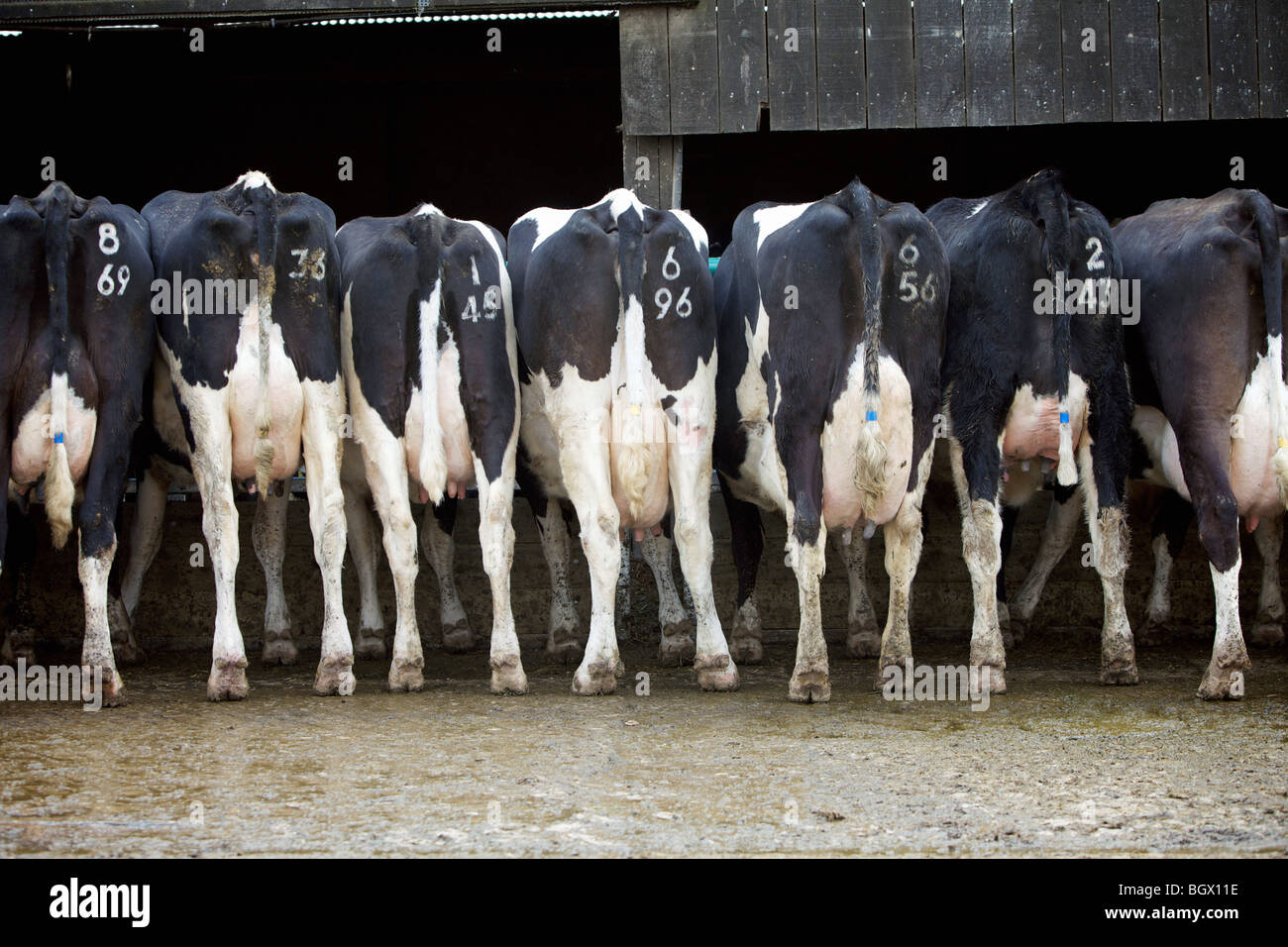 Cows lined up for feeding Stock Photo - Alamy