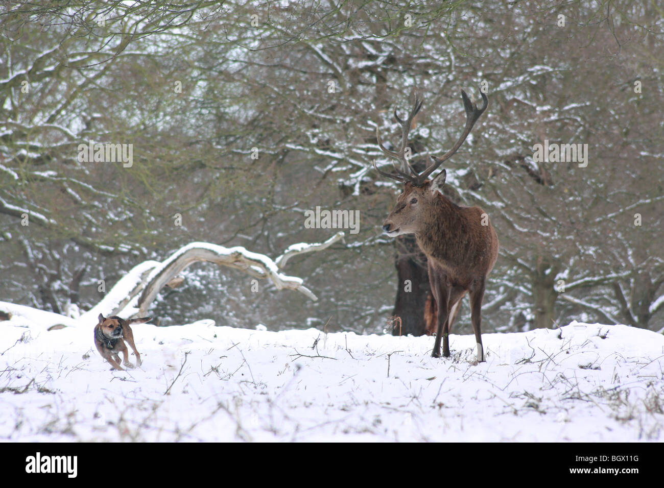 Winter animal deer of britain hi-res stock photography and images - Alamy