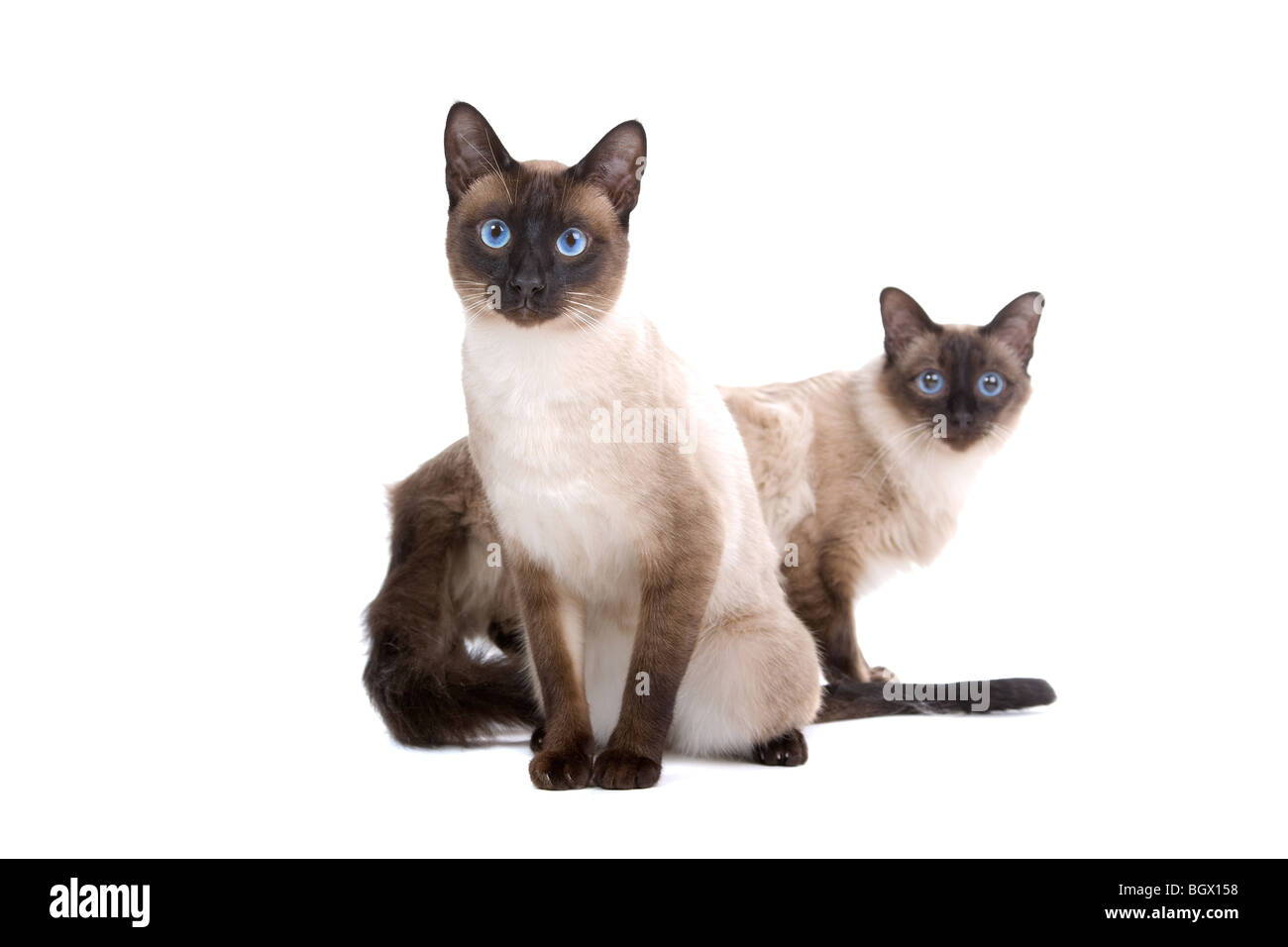Balinese cat hi-res stock photography and images - Alamy