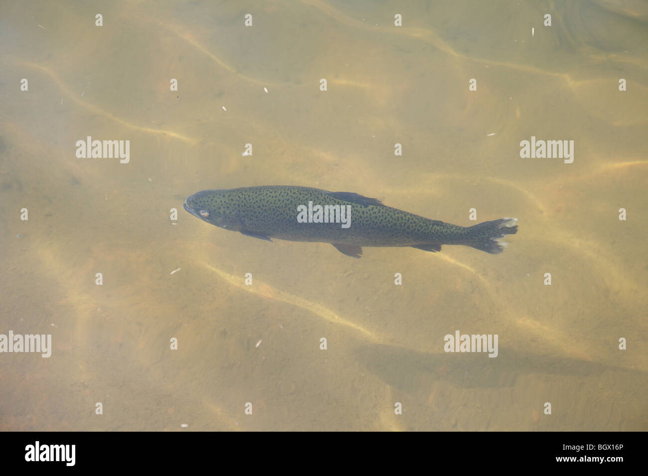 LARGE RAINBOW TROUT SWIMMING UNDERWATER Stock Photo - Alamy