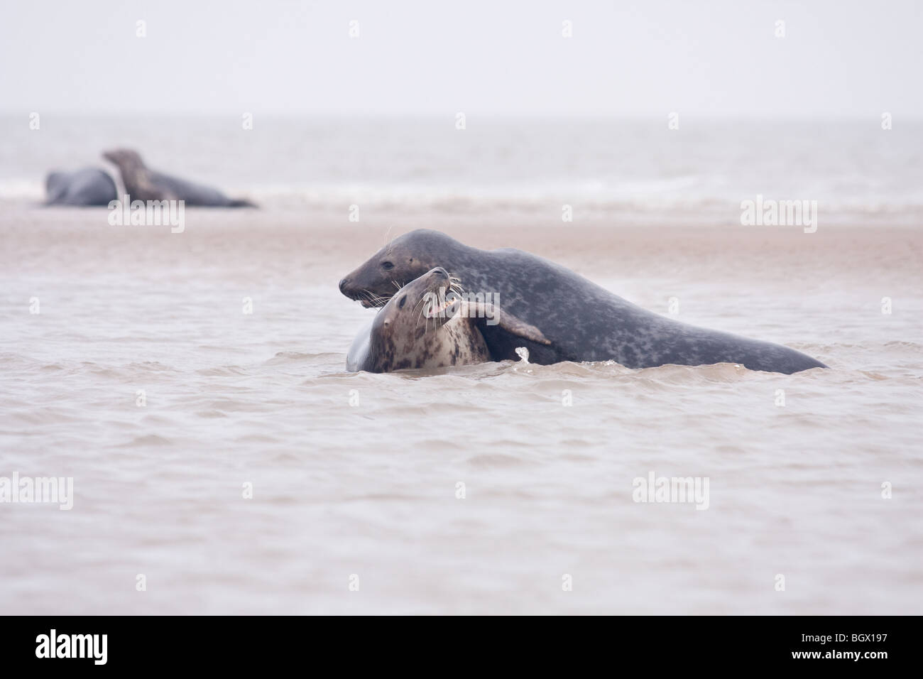 Grey Seals mating in sea Stock Photo - Alamy