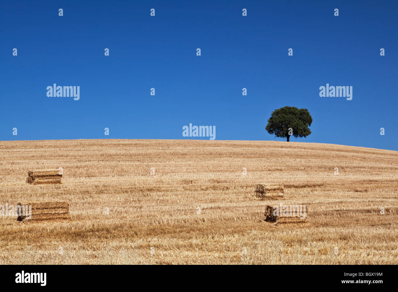 Lone tree alentejo portugal hi-res stock photography and images - Alamy