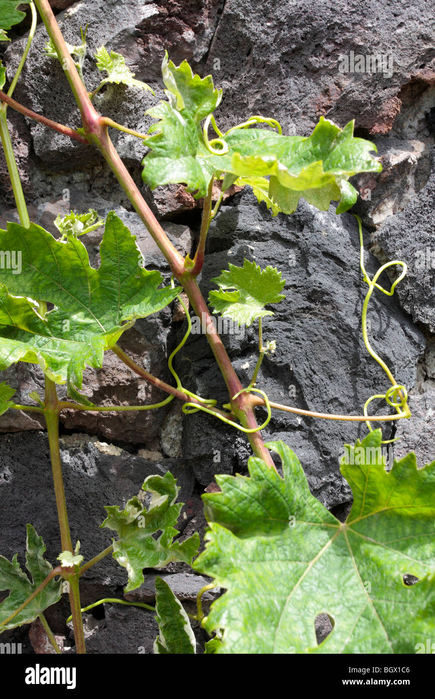 Vines growing along a wall of volcanic stone in the south of Tenerife ...