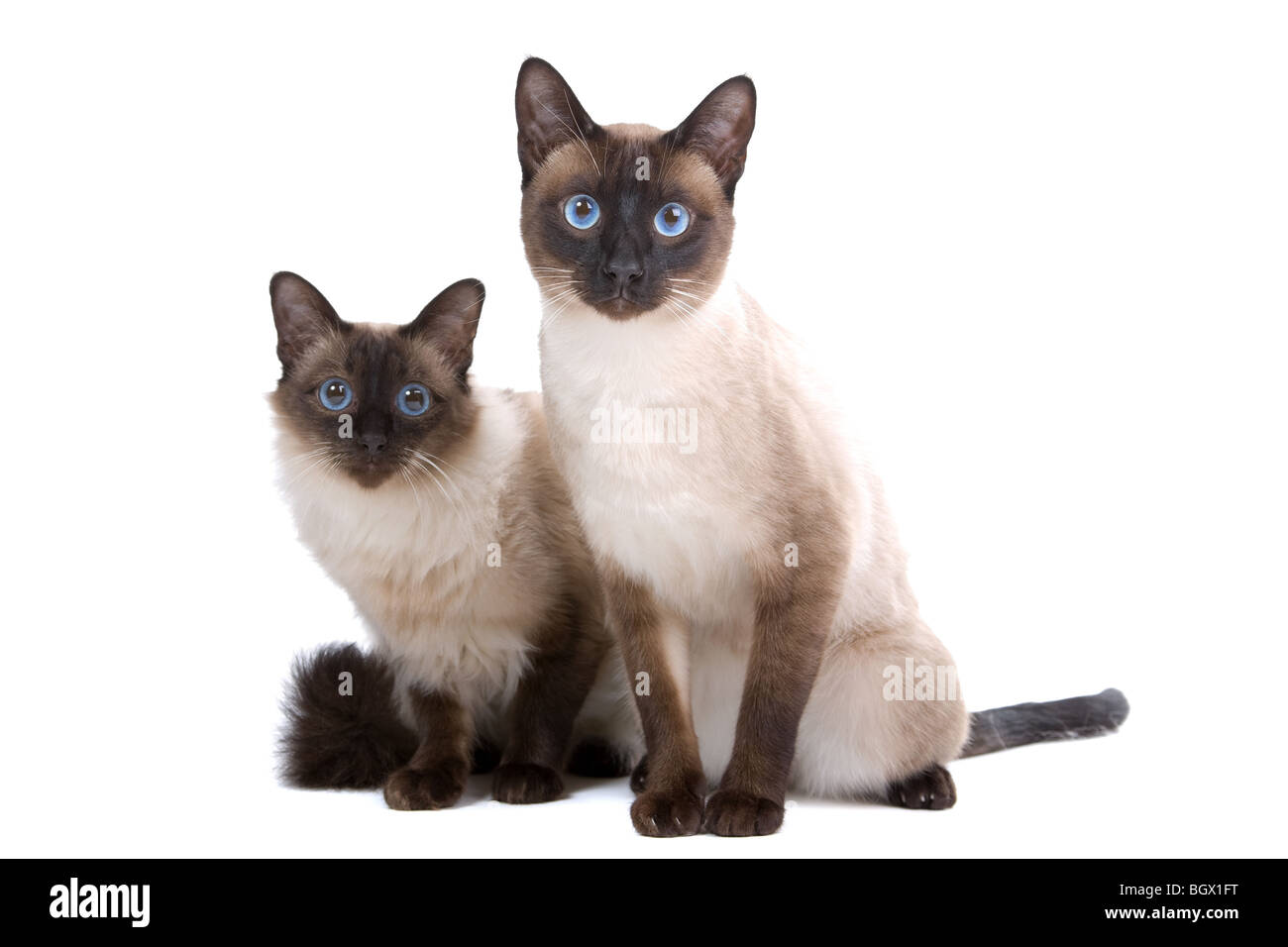 balinese/birmanese cats isolated on a white background Stock Photo - Alamy