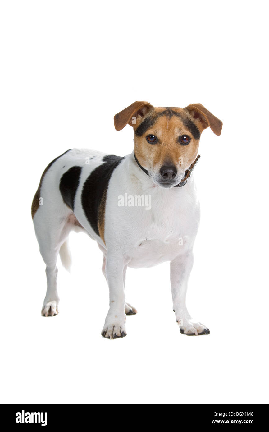 Closeup of Jack Russel terrier dog, isolated on white background Stock ...