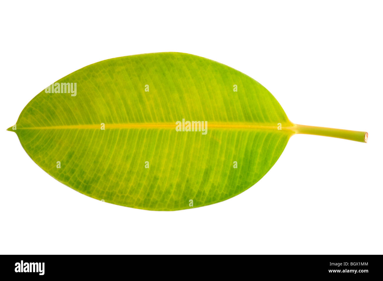 object on white background - House plant leaf Stock Photo - Alamy