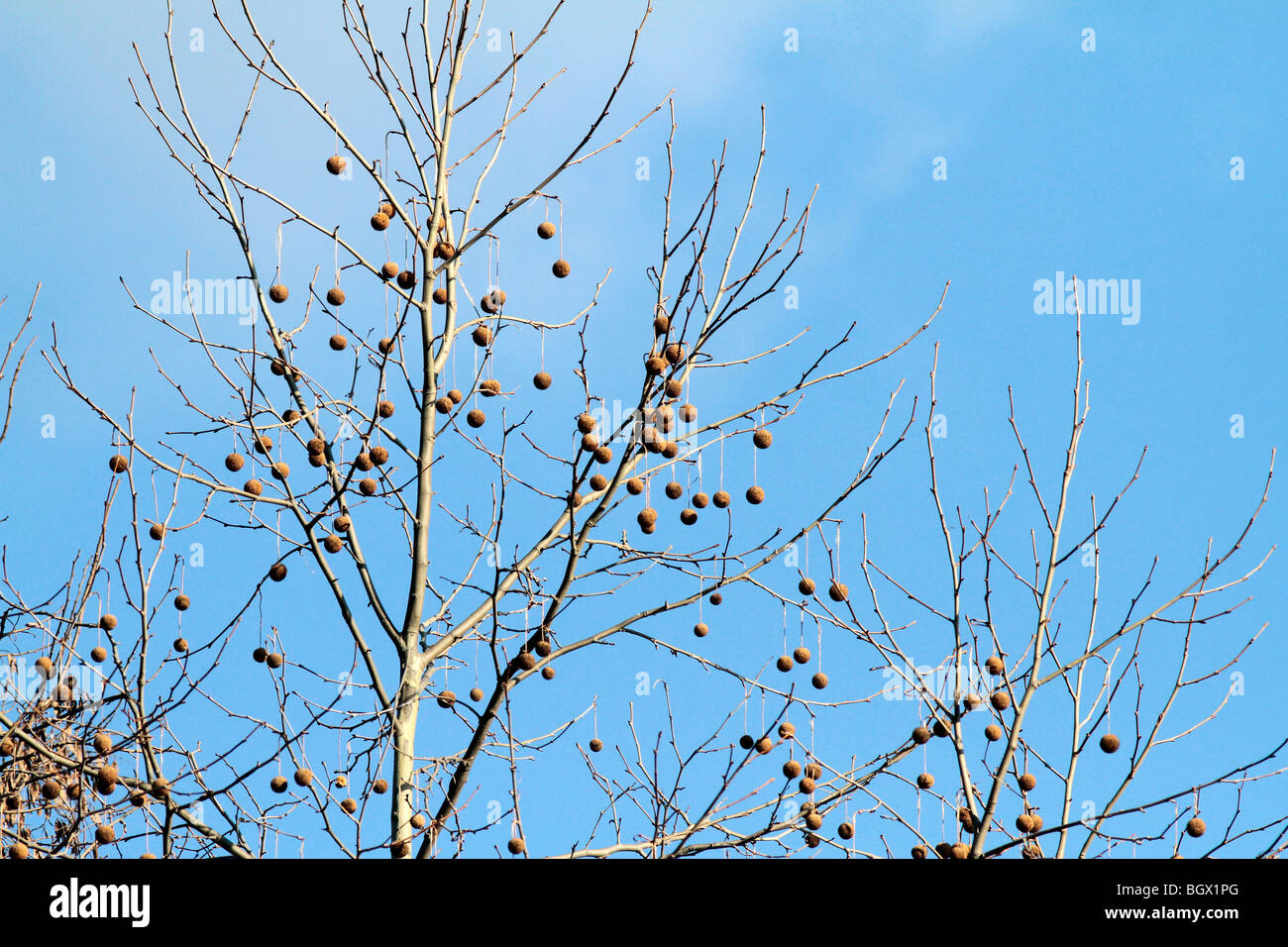 Hanging Seed Pods Stock Photos & Hanging Seed Pods Stock Images - Alamy