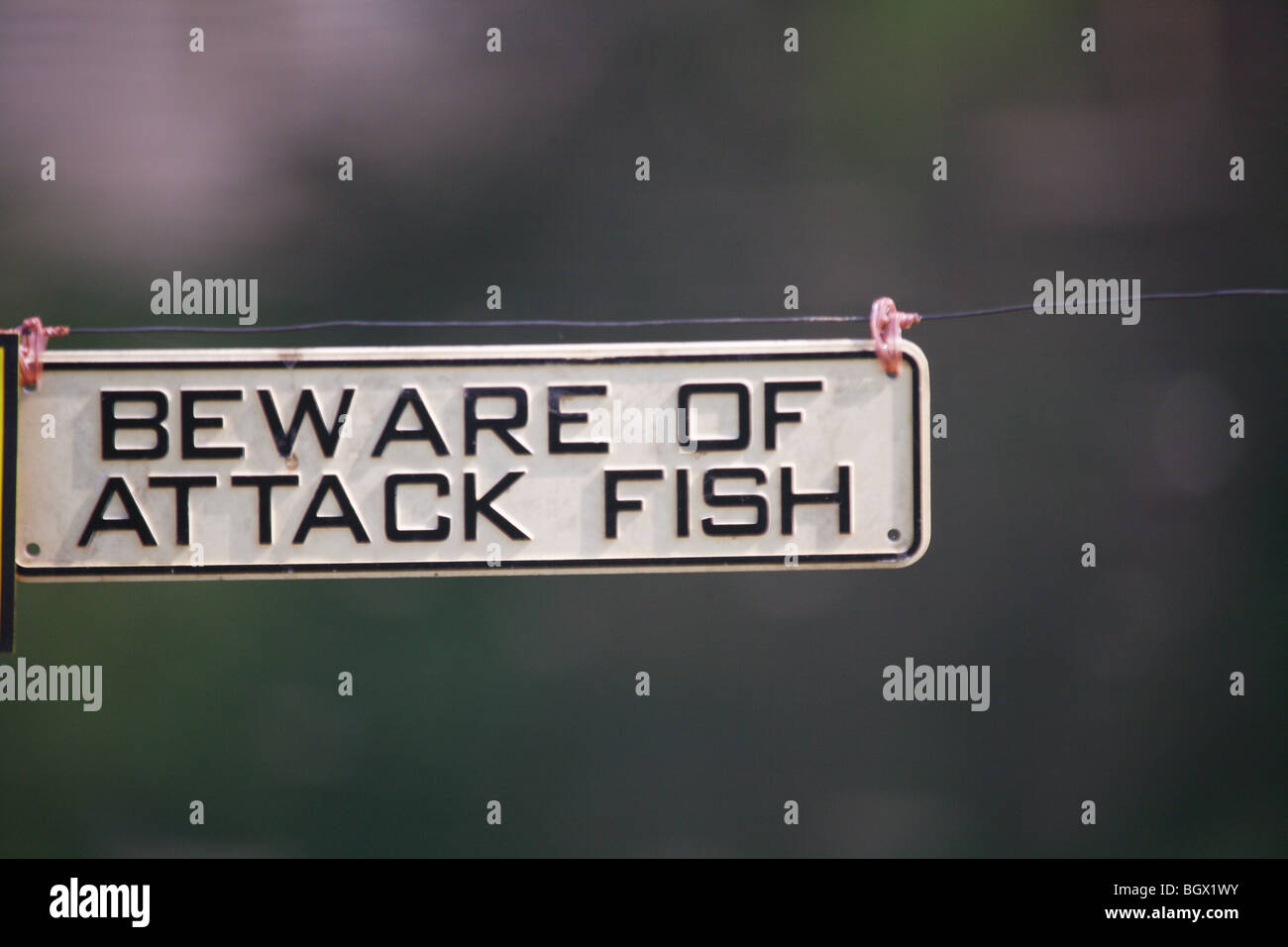 HUMOROUS SIGN "BEWARE OF ATTACK FISH" NEAR FISHING POND Stock Photo - Alamy