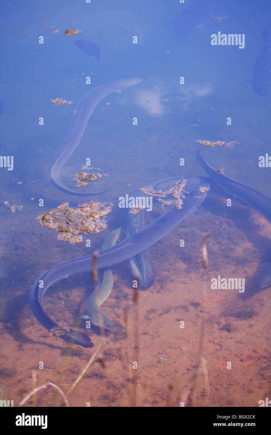 LARGE EELS UNDERWATER SWIMMING IN A FARM POND LAKE UNUSUAL Stock Photo ...