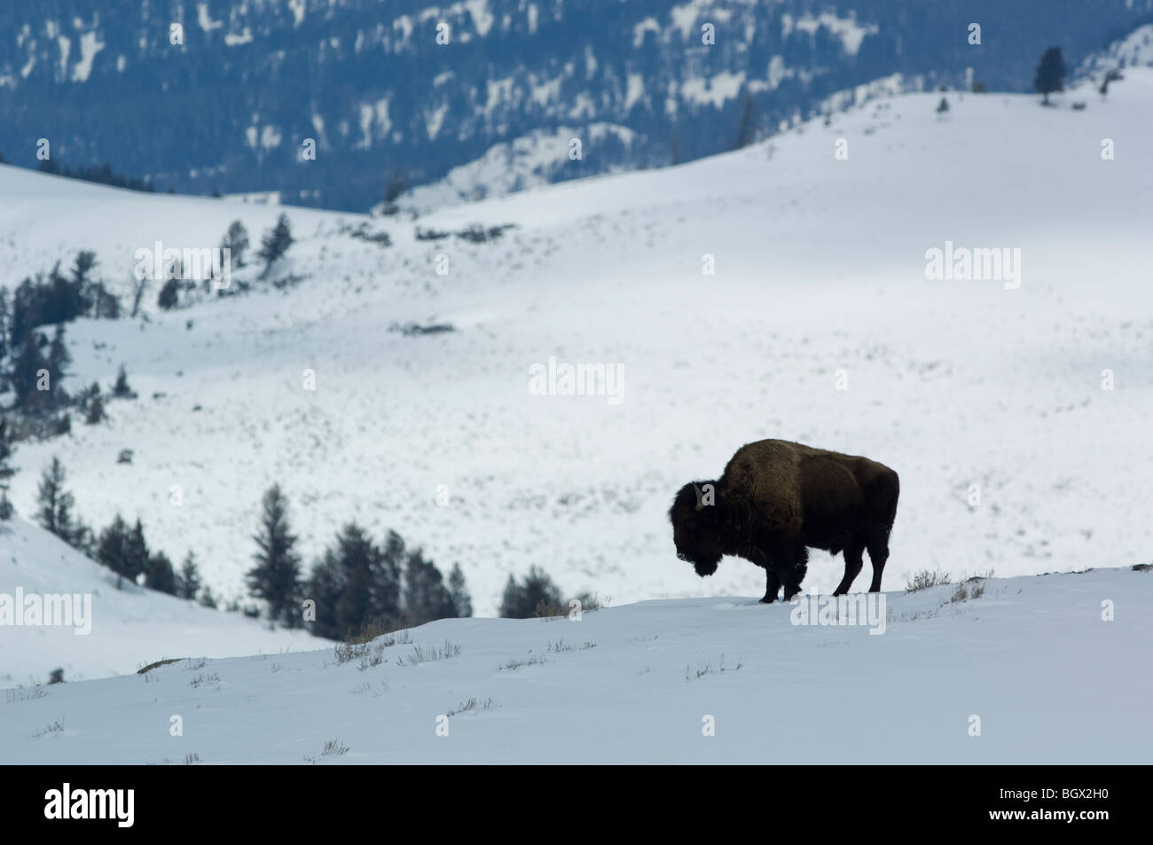 Bison walking deep snow hi-res stock photography and images - Alamy