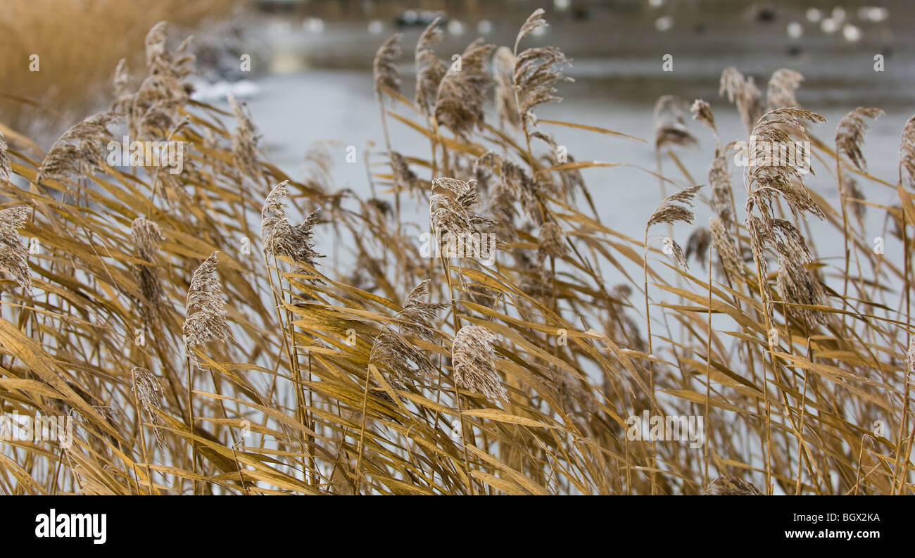 Reed seed heads blowing in the wind Stock Photo - Alamy