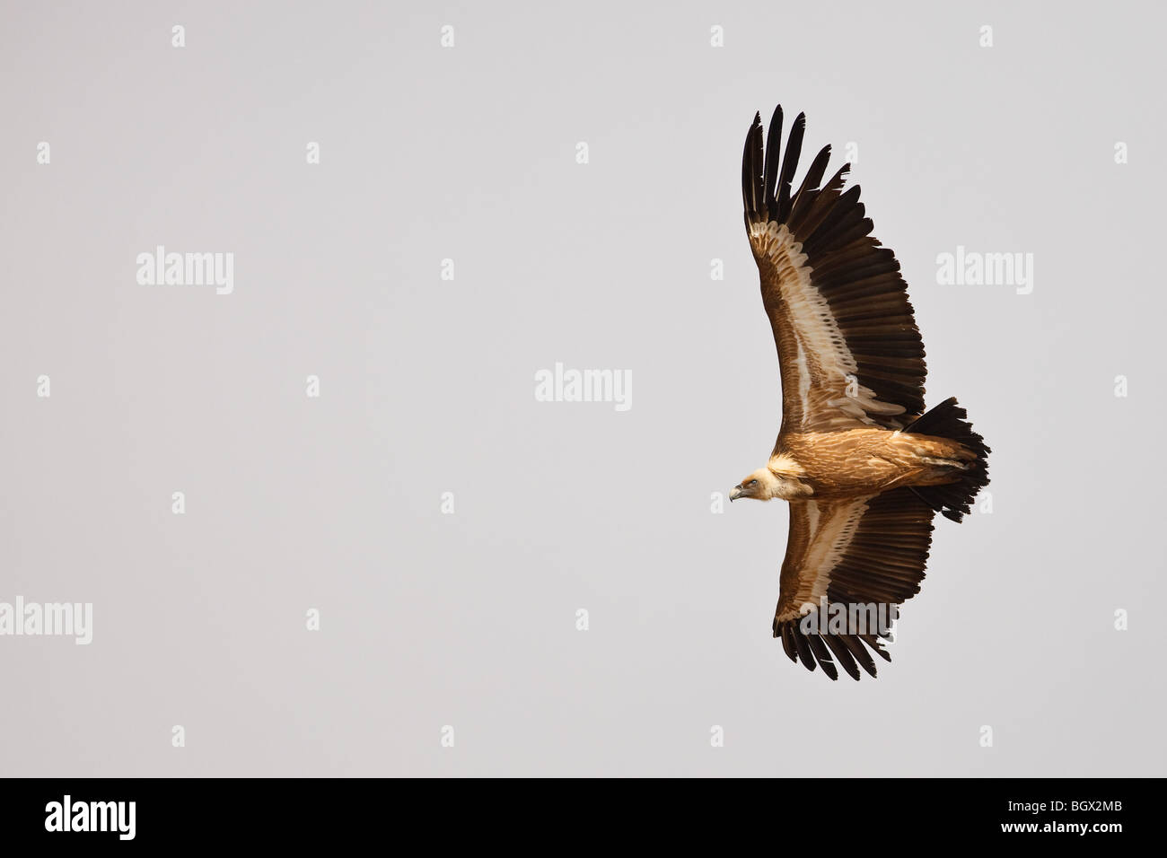Grey vulture hi-res stock photography and images - Alamy