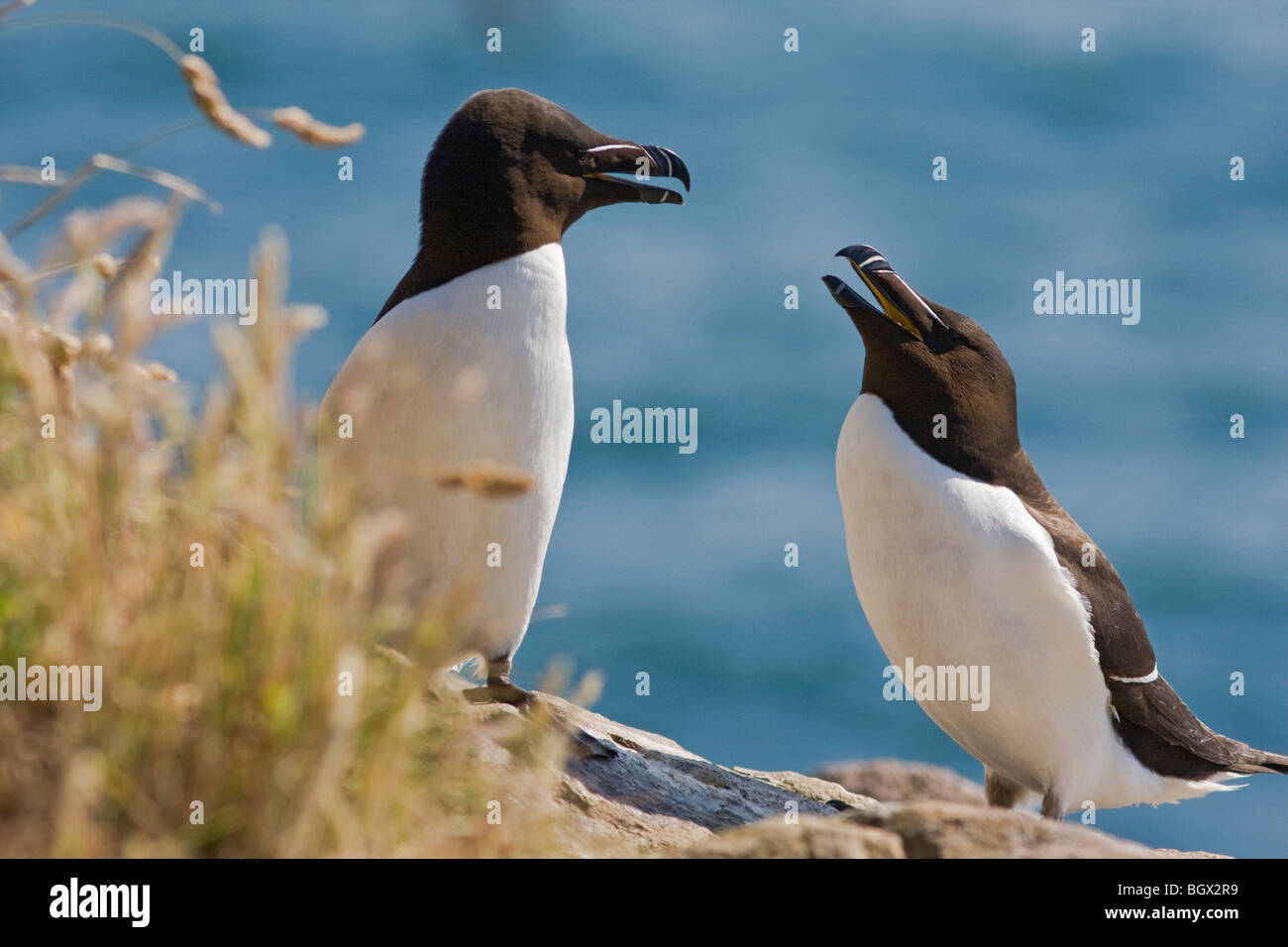 Pair of razorbill hi-res stock photography and images - Alamy