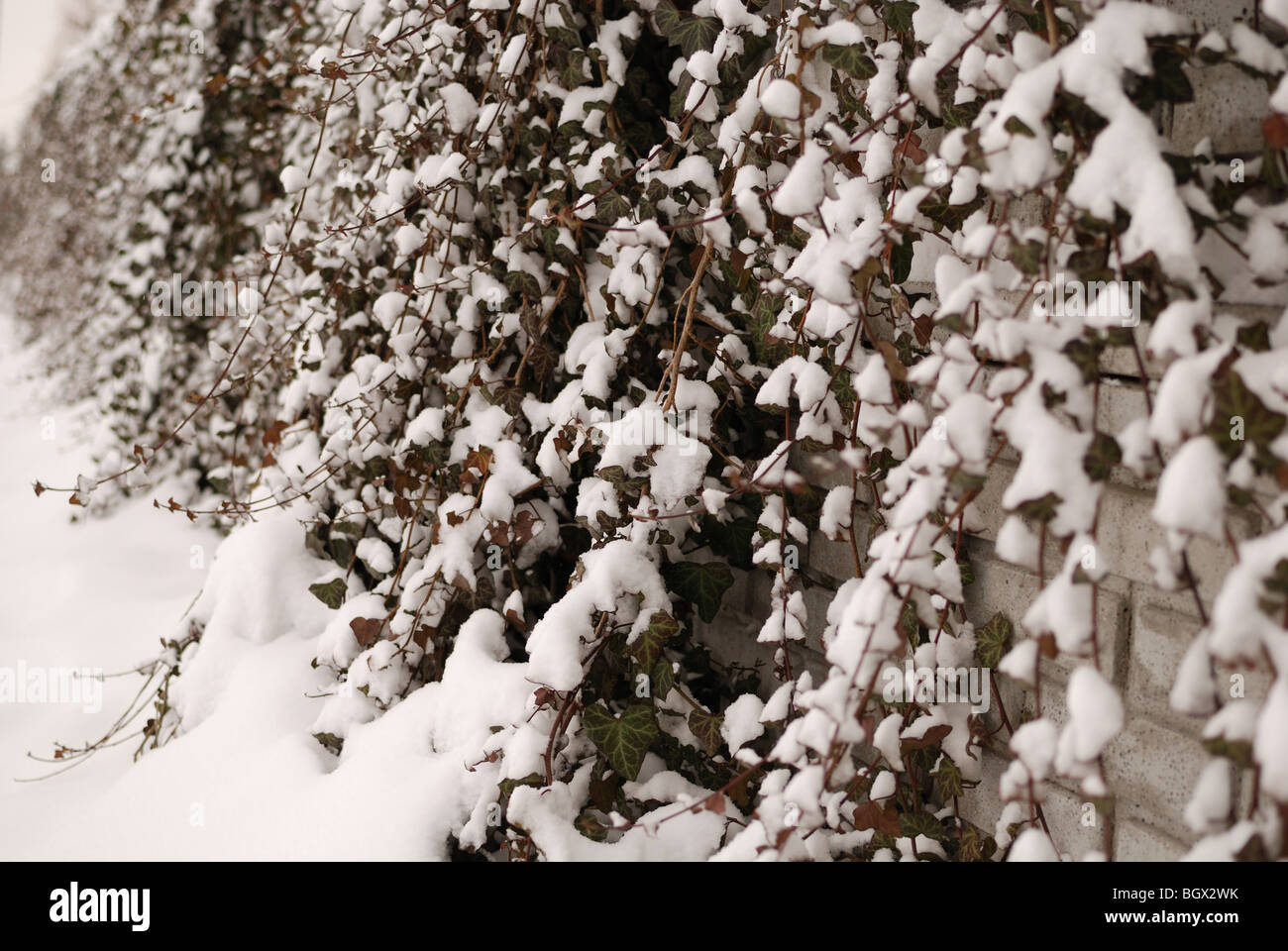 Ivy (hedera helix) during winter in snow Stock Photo - Alamy