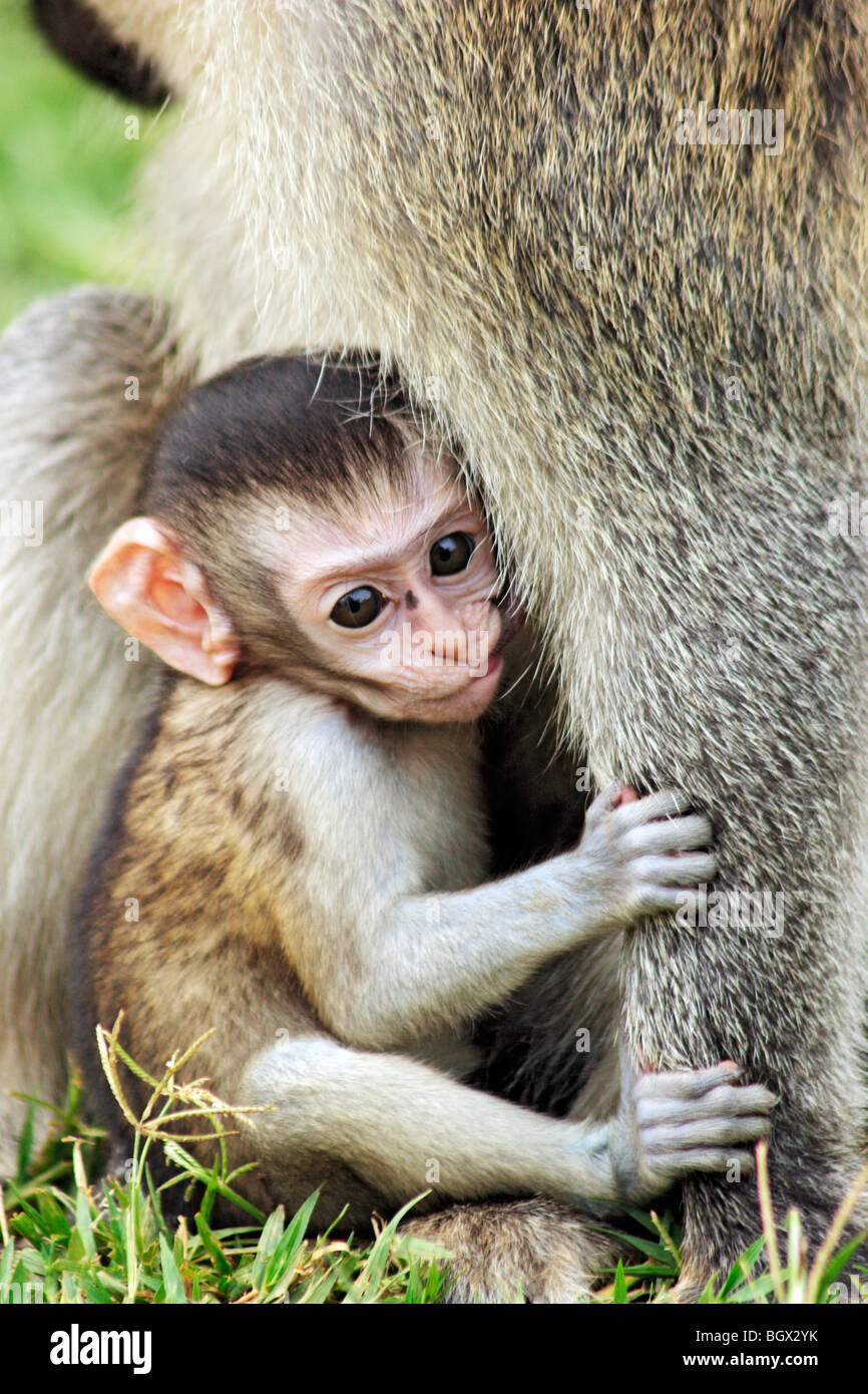Monkeys, Uganda, East Africa Stock Photo - Alamy