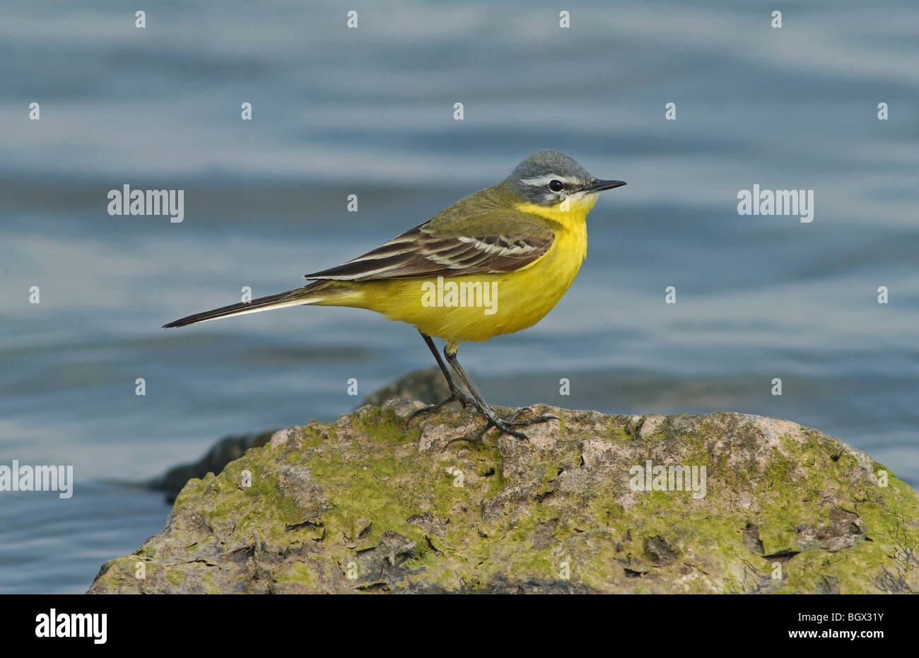 Blue headed wagtail hi-res stock photography and images - Alamy