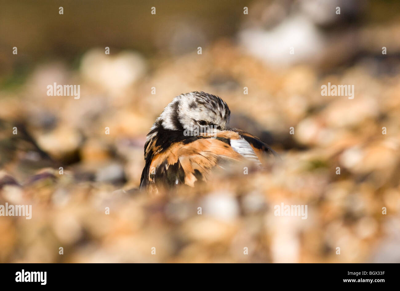 Turnstone in summer plumage Stock Photo - Alamy