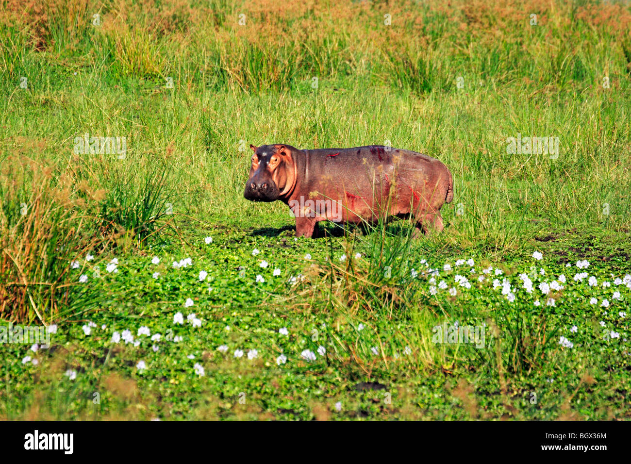 Hippo (Hippopotamus amphibius), Murchison Falls Conservation Area ...