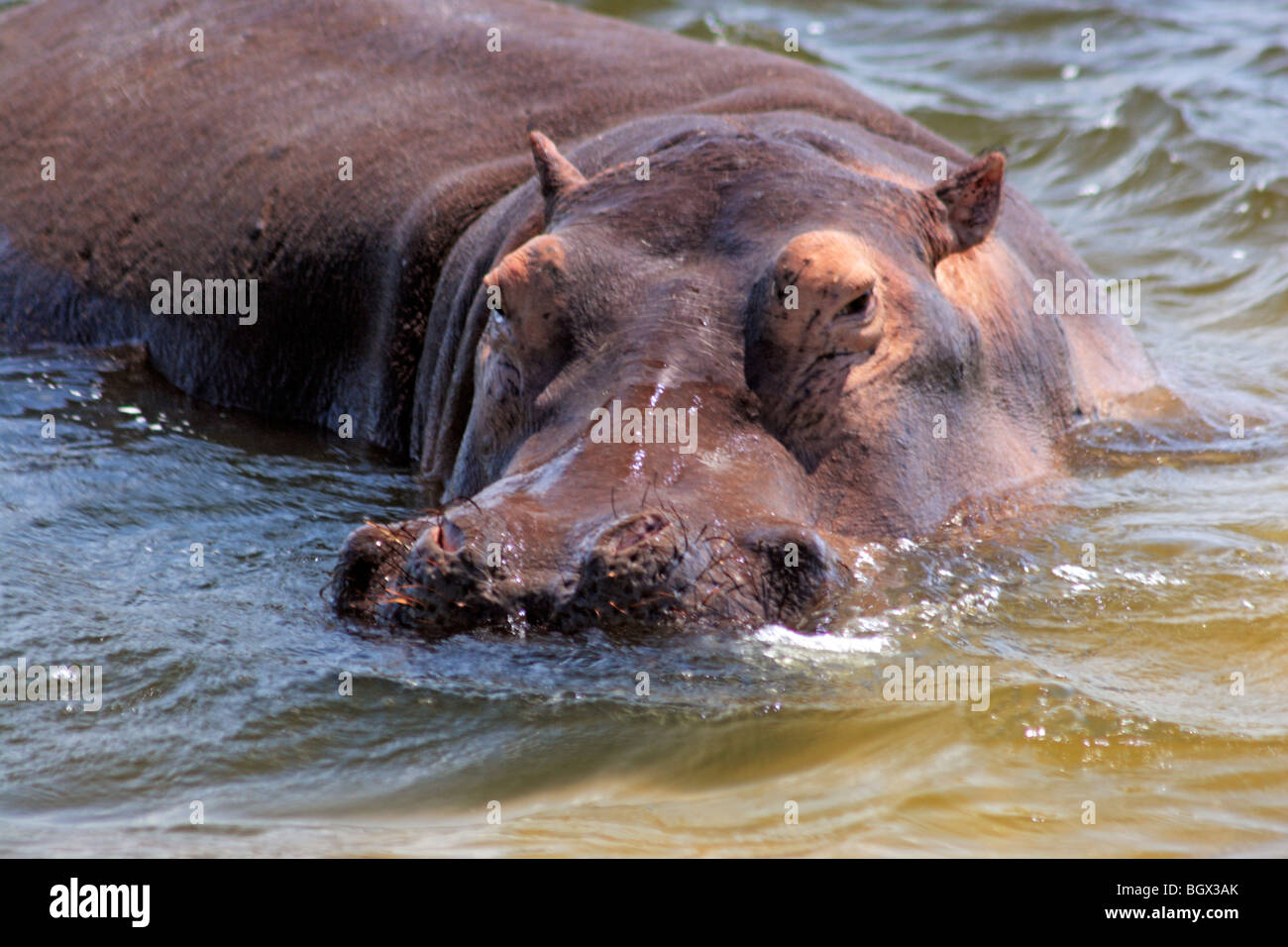 Hippo (Hippopotamus amphibius), Murchison Falls Conservation Area ...