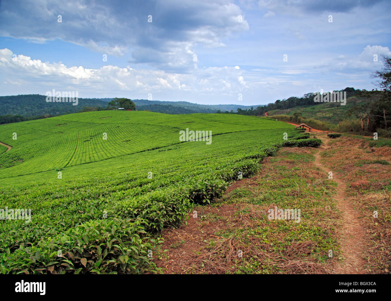 Tea plantations, Kibale National Park, Uganda, Africa Stock Photo - Alamy