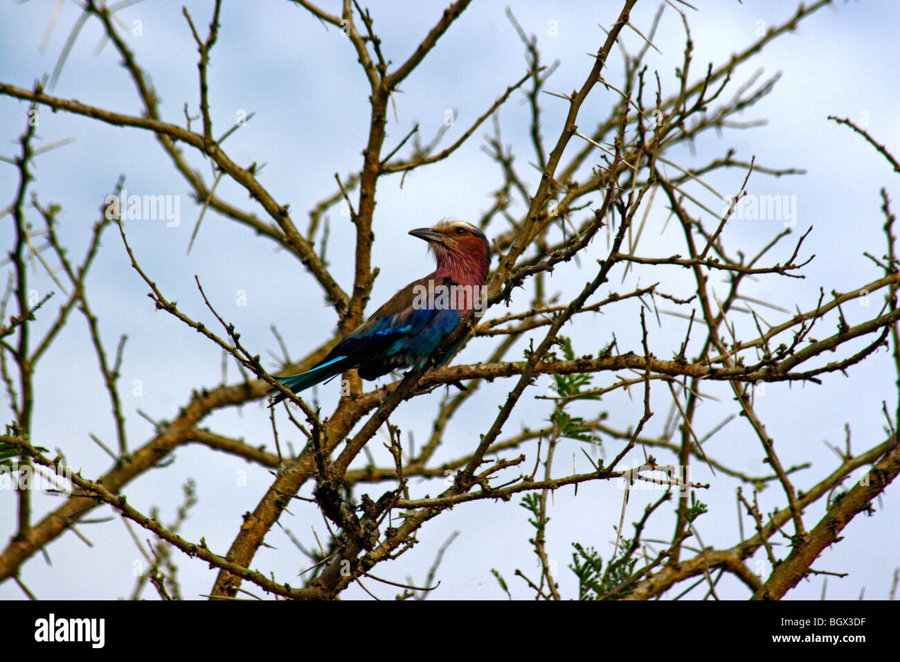 Broad-billed Roller (Eurystomus glaucurus), Lake Mburo National park ...