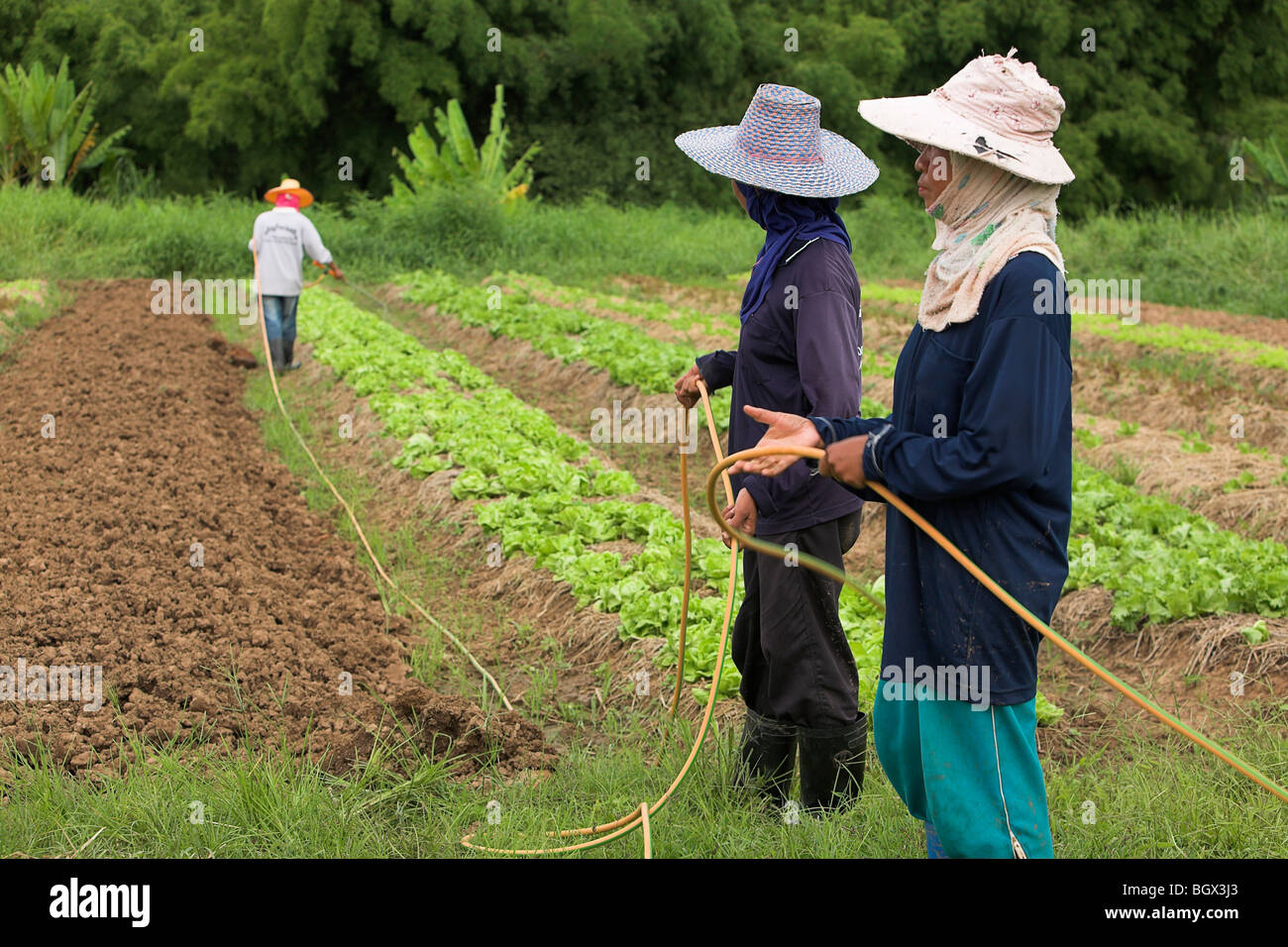 Farmers irrigating farm crops Stock Photo - Alamy