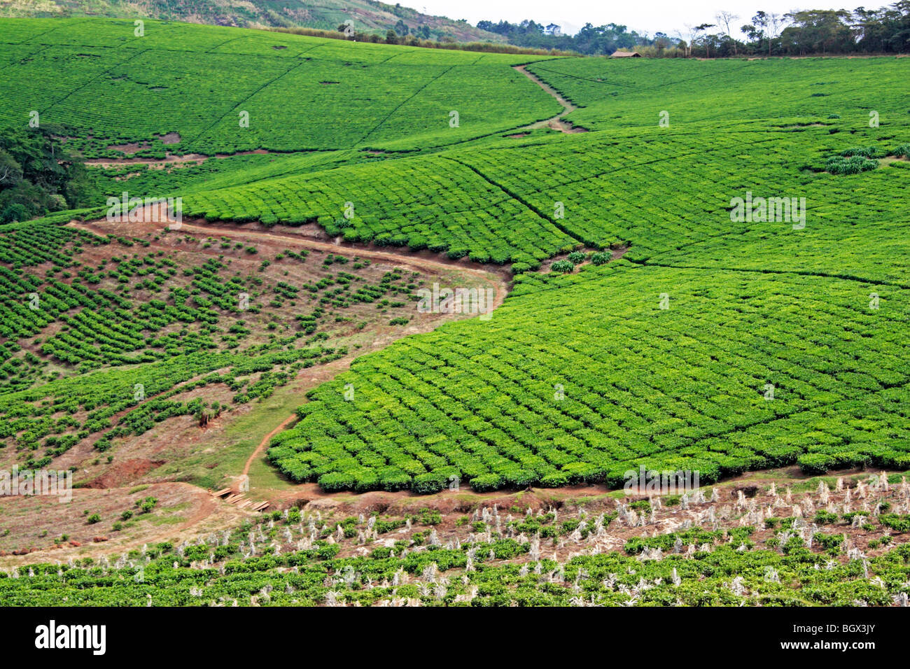 African Tea Plantations Stock Photos & African Tea Plantations Stock ...